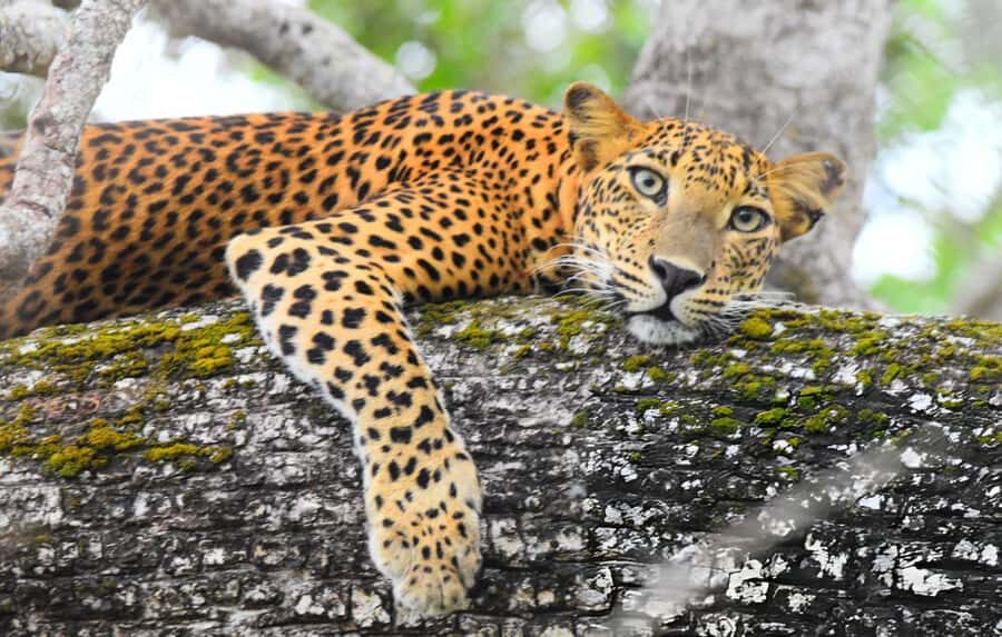 Private Yala Safari from Galle  Eco Jeep Adventure - Price and Value