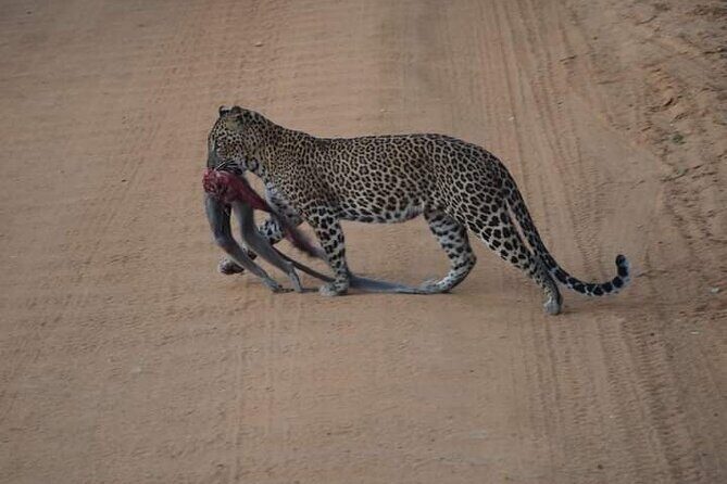 Private Yala Safari Full or Half Day Leopard Tour - Duration and Flexibility