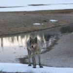 Private Yellowstone Wildlife Tour for Up to 10 Guests - Who Should Consider This Tour?