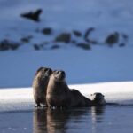 Private Yellowstone Winter Safari and Wolf Watching Tour - Who Is This Tour Best For?