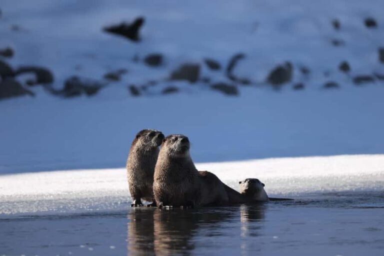 Private Yellowstone Winter Safari and Wolf Watching Tour - Who Is This Tour Best For?