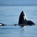 Private Zodiac Whale Watching Tour from Victoria - Analyzing the Value