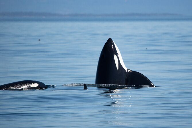 Private Zodiac Whale Watching Tour from Victoria - Analyzing the Value