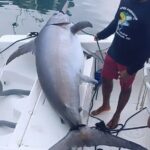 Pro Series Full Day Deep Sea Fishing with Wahooters - The Experience: What’s Included and What to Know