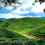 Puer Tea Picking and Tasting | 6 Hour Morning Trip - Practical Details and Why They Matter