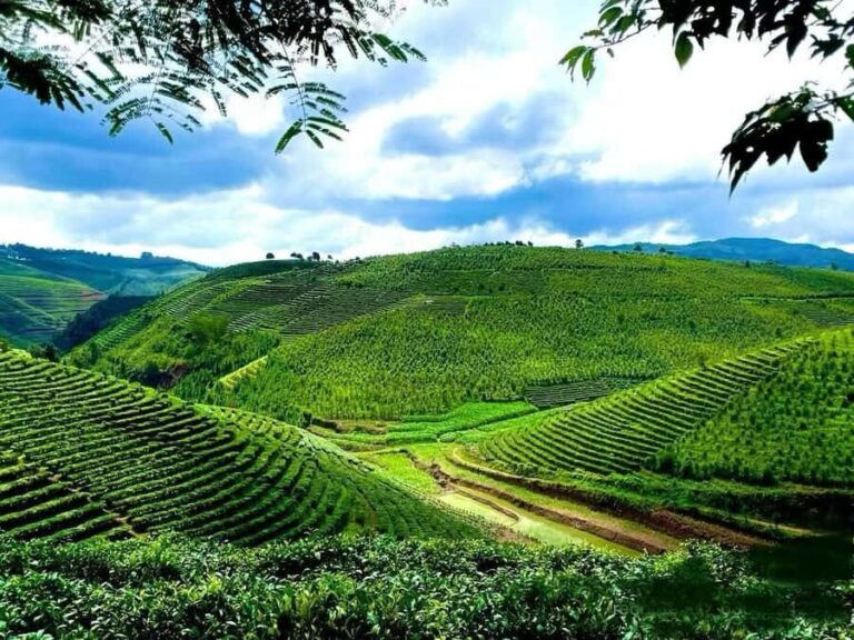 Puer Tea Picking and Tasting | 6 Hour Morning Trip - Practical Details and Why They Matter