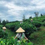 Puer Tea Picking and Tasting Morning Trip - Final Thoughts: Is It Worth It?