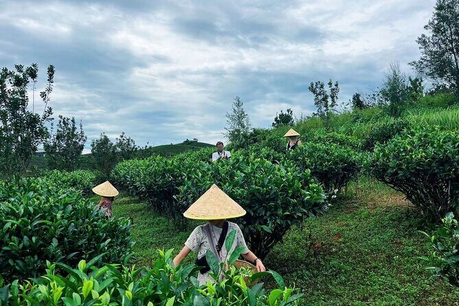 Puer Tea Picking and Tasting Morning Trip - Final Thoughts: Is It Worth It?