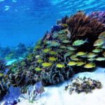 Puerto Morelos Reef Snorkel, 2 stops , local tacos, small groups! - The Experience: What Travelers Love