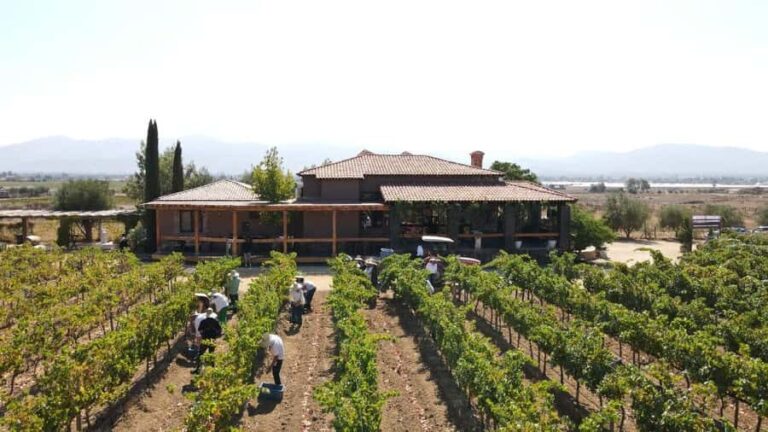 Puerto Nuevo & Valle de Guadalupe Tour with Lunch and Wine - The Sum Up: Who Will Appreciate This Tour the Most?
