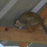 Puerto Plata Monkey Home Tour by Minivan - Final Thoughts: Is This Tour Worth It?