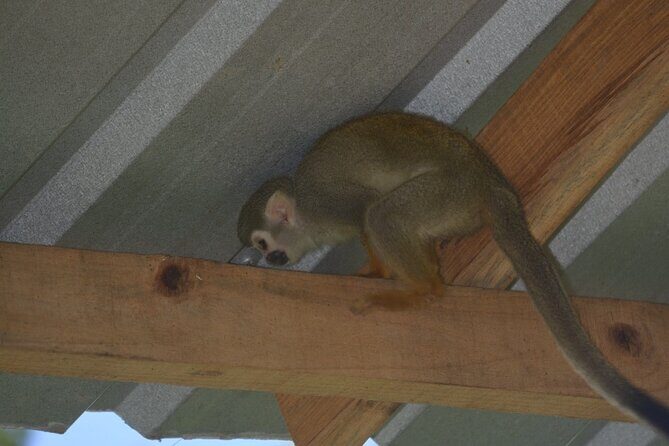 Puerto Plata Monkey Home Tour by Minivan - Final Thoughts: Is This Tour Worth It?