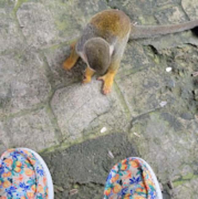 Puerto Plata: Monkeyland Tour - The Sum Up