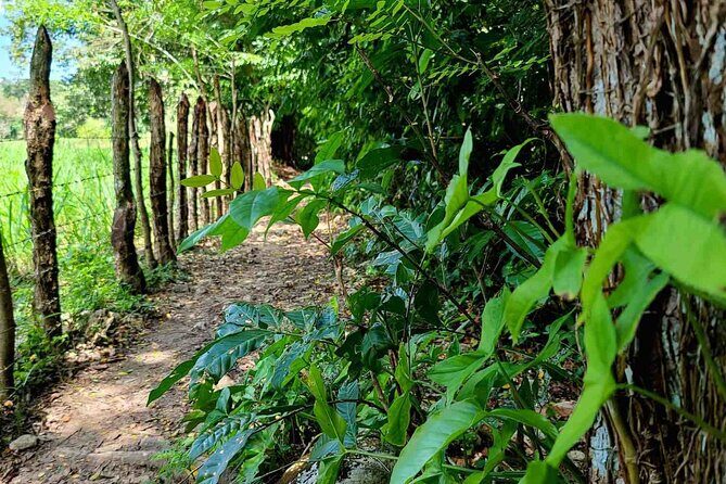 Puerto Plata Rejoya River Excursion Amber Cove Taino Bay Hotels - A Deep Dive into the Rejoya River Experience