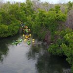 Puerto Rico Bio Bay Kayak Adventure Tour - What to Expect on the Tour: From Mangroves to Glow