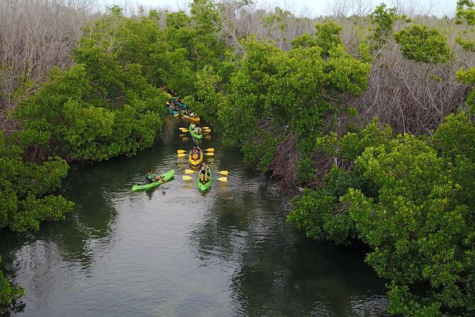 Puerto Rico Bio Bay Kayak Adventure Tour - What to Expect on the Tour: From Mangroves to Glow