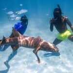 Puerto Rico Private Half Day Shark Diving - Detailed Tour Breakdown