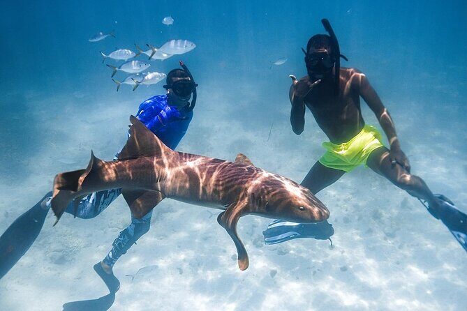 Puerto Rico Private Half Day Shark Diving - Detailed Tour Breakdown