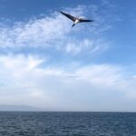 Puerto Vallarta City Tour By The Sea aboard Bruna - Analyzing the Price and Value