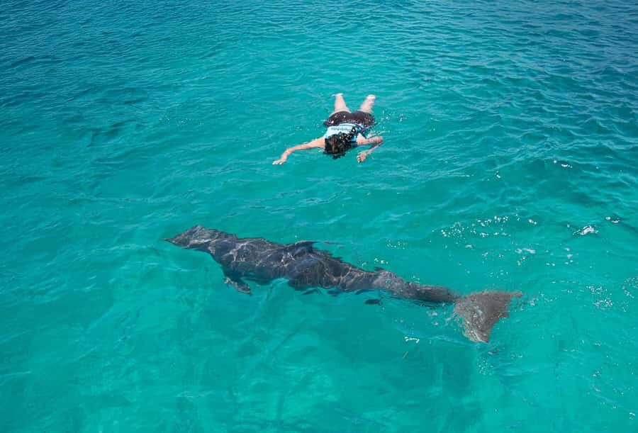 Puerto Vallarta: Dolphin Royal Connection & Water Park Pass - Authenticity and Traveler Feedback