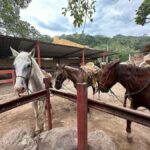 Puerto Vallarta: Mountain Waterfall Horseback Riding Tour - Authentic Traveler Feedback