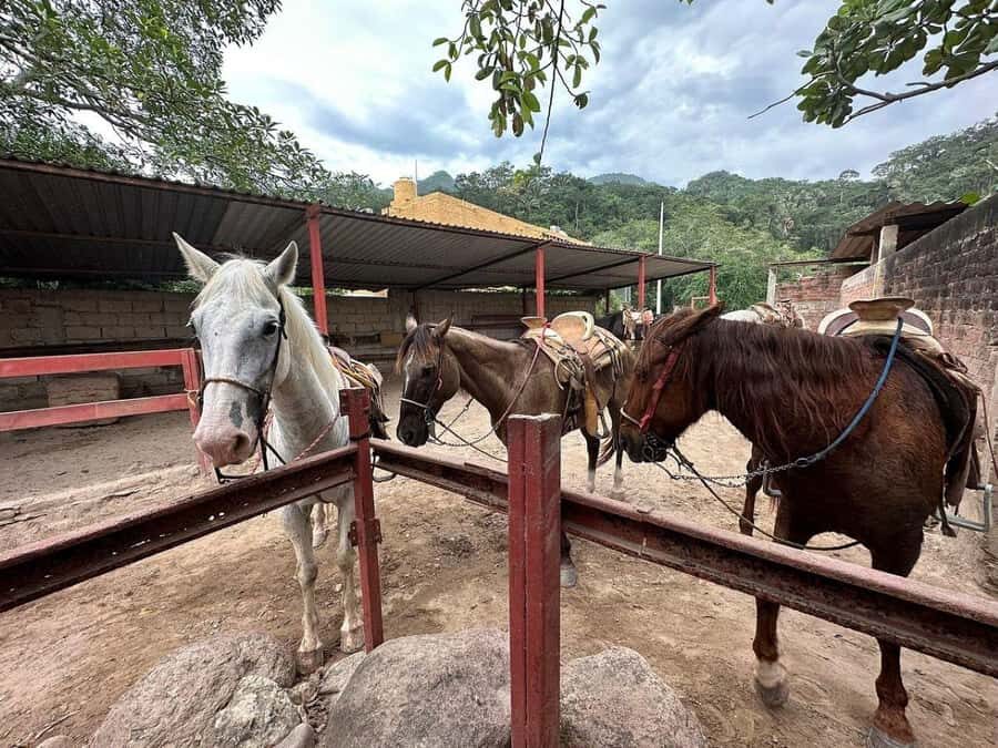 Puerto Vallarta: Mountain Waterfall Horseback Riding Tour - Authentic Traveler Feedback