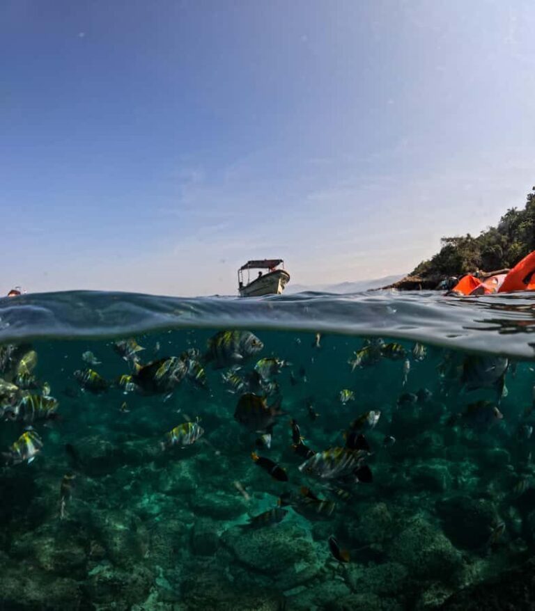 Puerto Vallarta: Snorkel With Tropical Fishes & Canopy Tour - What Makes This Tour Stand Out?