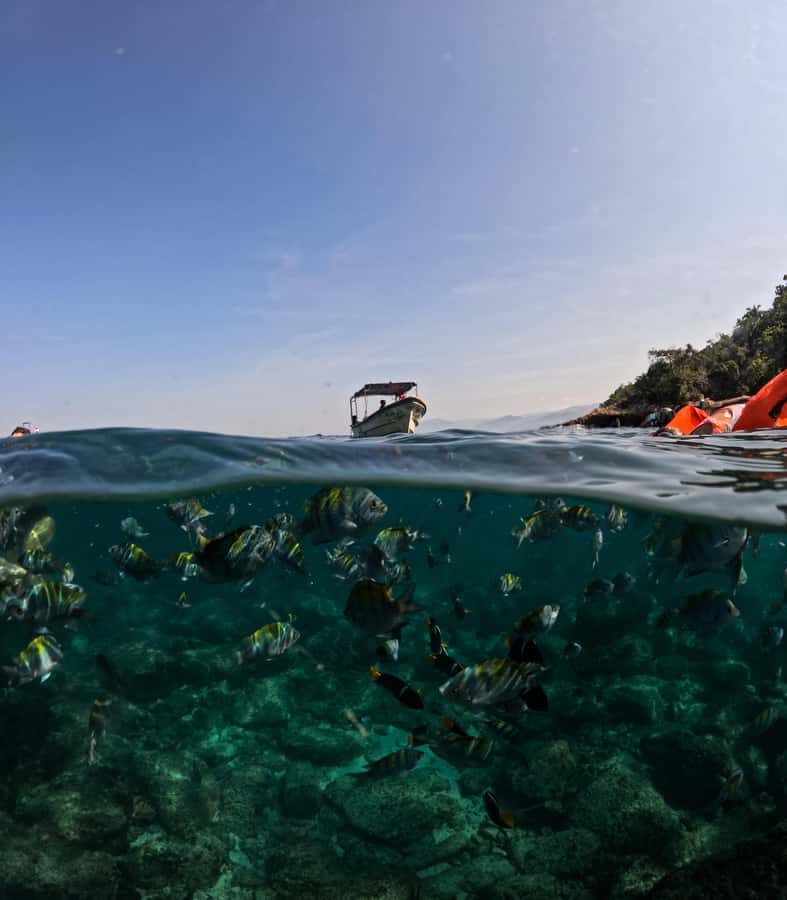 Puerto Vallarta: Snorkel With Tropical Fishes & Canopy Tour - What Makes This Tour Stand Out?