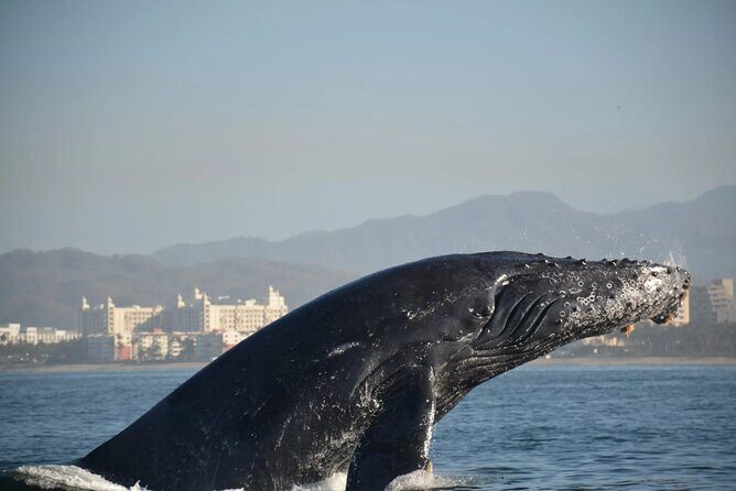 Puerto Vallarta Speedboat and Box Lunch Whale Tour - Authentic Experiences and Real Feedback