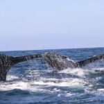 Puerto Vallarta: Whale & Dolphin Watching with Hydrophone - Key Points