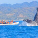 Puerto Vallarta Whale Watching by Speedboat Tour - Why This Tour Offers Great Value