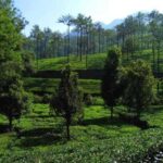 Pullikanam : Tea Estate Tour from Kochi  Closer than Munnar - The Value of a Day in Kerala’s Less-Known Hills