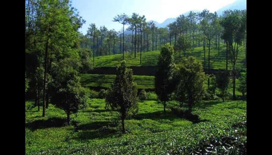 Pullikanam : Tea Estate Tour from Kochi  Closer than Munnar - The Value of a Day in Kerala’s Less-Known Hills