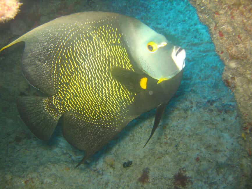 Punta Cana: 2-Tank Dive Trip for Certified Divers - The Practicalities: What You Need to Know