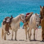 Punta Cana Beach Horseback Riding Tour - The Itinerary: A Closer Look