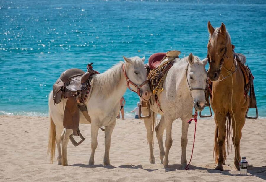 Punta Cana Beach Horseback Riding Tour - The Itinerary: A Closer Look
