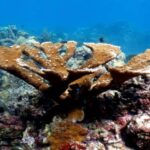 Punta Cana: Catalina Island Snorkeling Tour with Lunch - Practical Considerations and Tips