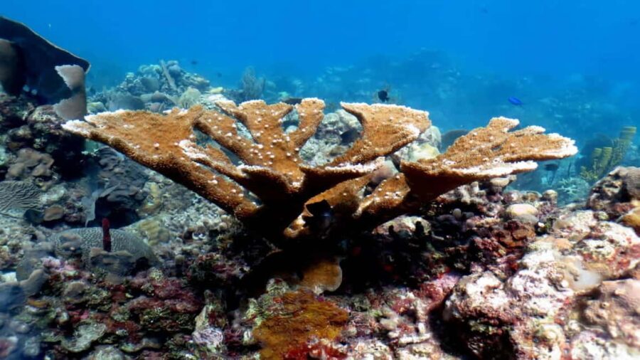 Punta Cana: Catalina Island Snorkeling Tour with Lunch - Practical Considerations and Tips