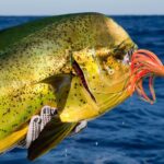 Punta Cana Deep Sea Fishing  Private 4H Charter from Cap Cana - What to Expect During Your Trip