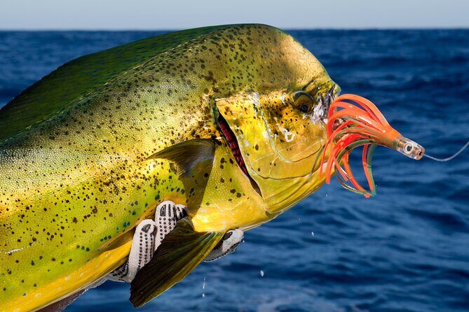 Punta Cana Deep Sea Fishing  Private 4H Charter from Cap Cana - What to Expect During Your Trip