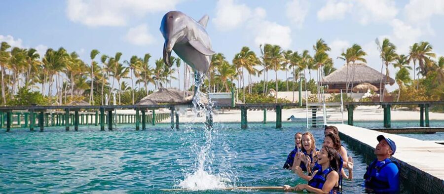 Punta Cana Dolphin Experience: 50 Minutes of Water Fun - Authentic Traveler Insights