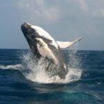 Punta Cana: Excursión a Samaná, Cayo Levantado y El Limón - Practical Details and Value