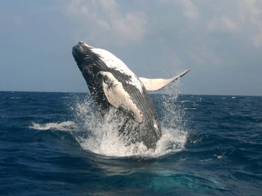 Punta Cana: Excursión a Samaná, Cayo Levantado y El Limón - Practical Details and Value