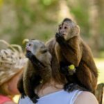 Punta Cana: Interactive Experience at Monkey House - Who Will Love This Tour?