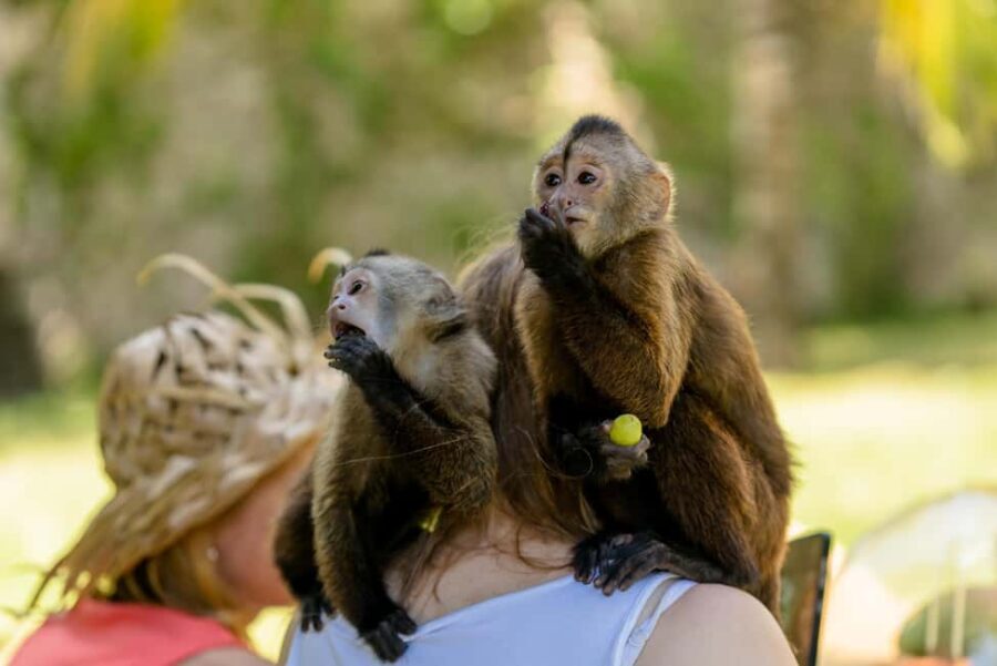 Punta Cana: Interactive Experience at Monkey House - Who Will Love This Tour?