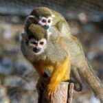 Punta Cana: Jungle Buggy Tour with Monkeyland Visit - Who Will Enjoy This Tour the Most?