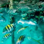 Punta Cana: Marinarium Snorkeling Cruise - What to Expect from the Marinarium Snorkeling Cruise