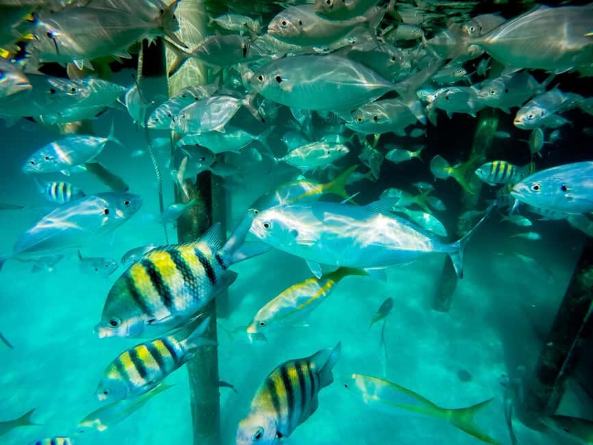 Punta Cana: Marinarium Snorkeling Cruise - What to Expect from the Marinarium Snorkeling Cruise