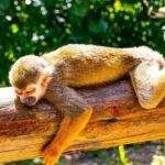 Punta Cana: Monkey Land Tour with Hotel Pickup - An In-Depth Look at the Tour Experience