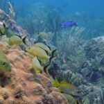 Punta Cana: Private Guided Power Dive Adventure with Music - The Itinerary Breakdown